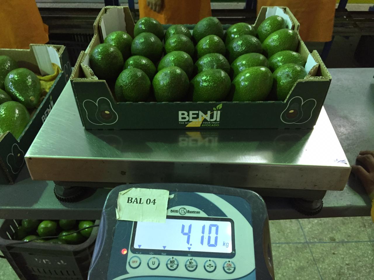 First BENJI avocados packed in Morocco - Beva Fruits International (BFI)