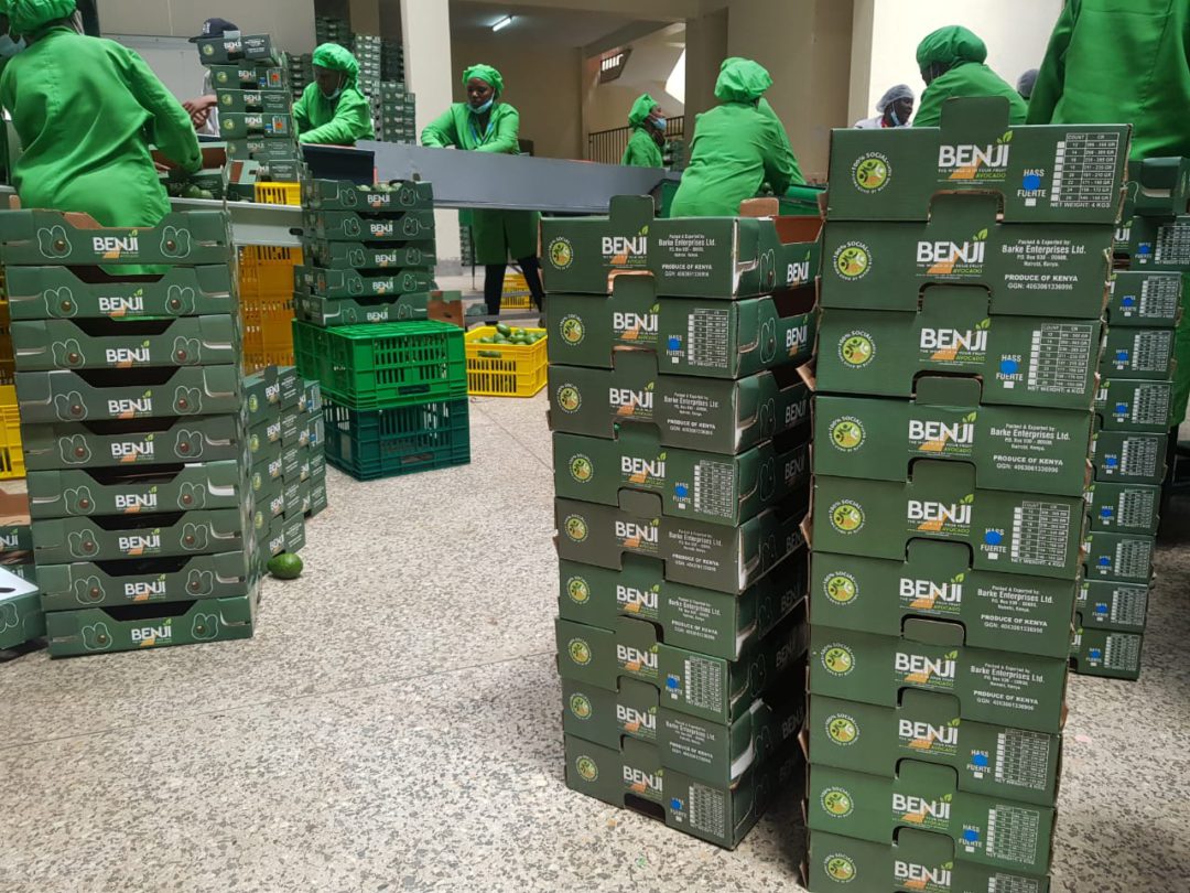 First BENJI hass avocados - Beva Fruits International (BFI)